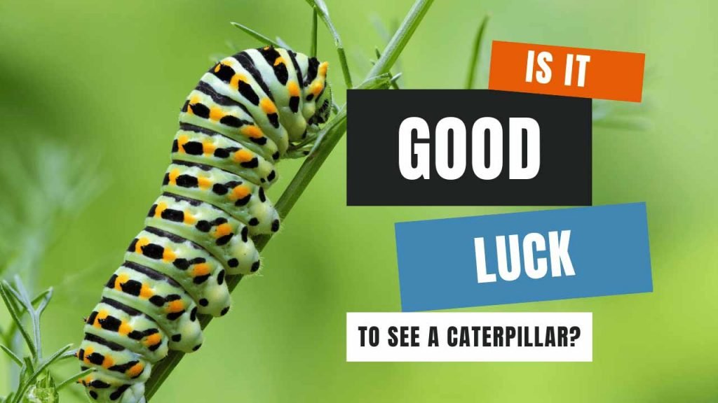 Is it Good Luck to See a Caterpillar? (All You Need To Know) - Good ...