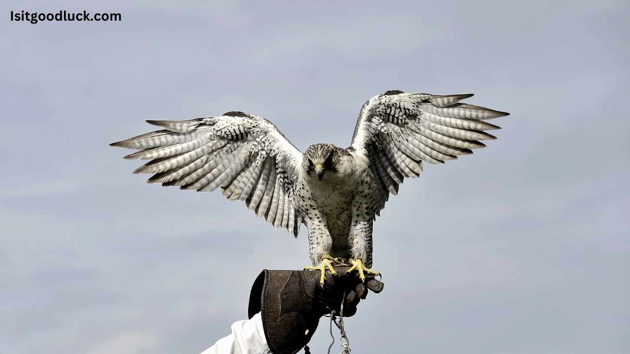 Is It Good Luck To See A Falcon? (Here Is The Answer) - Good Luck Info