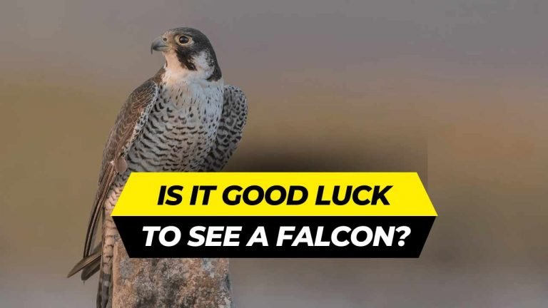Is It Good Luck To See A Falcon? (Here Is The Answer) - Good Luck Info