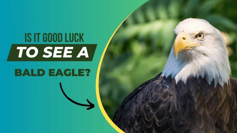 Is It Good Luck To See A Bald Eagle? (Answered!) - Good Luck Info