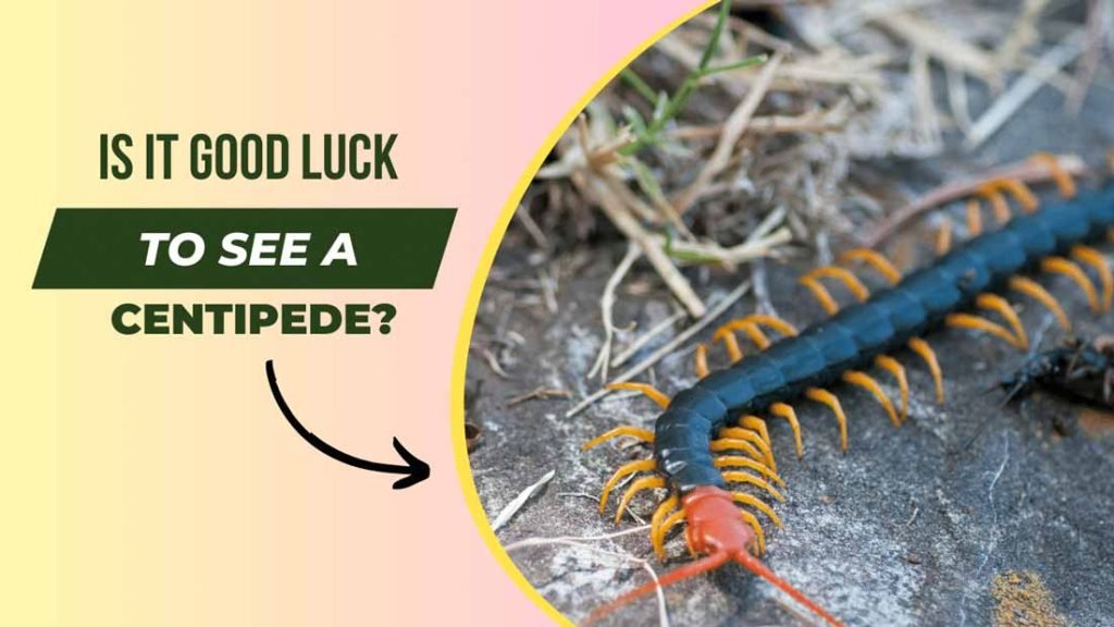Is It Good Luck To See A Centipede? (Unveiling the Significance of ...