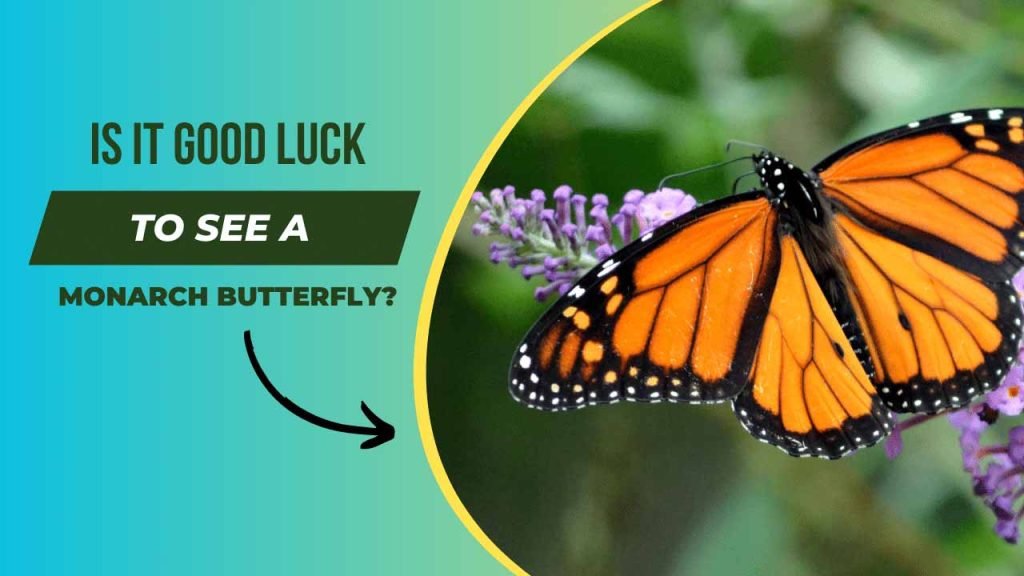 Insects Good Luck - Good Luck Info