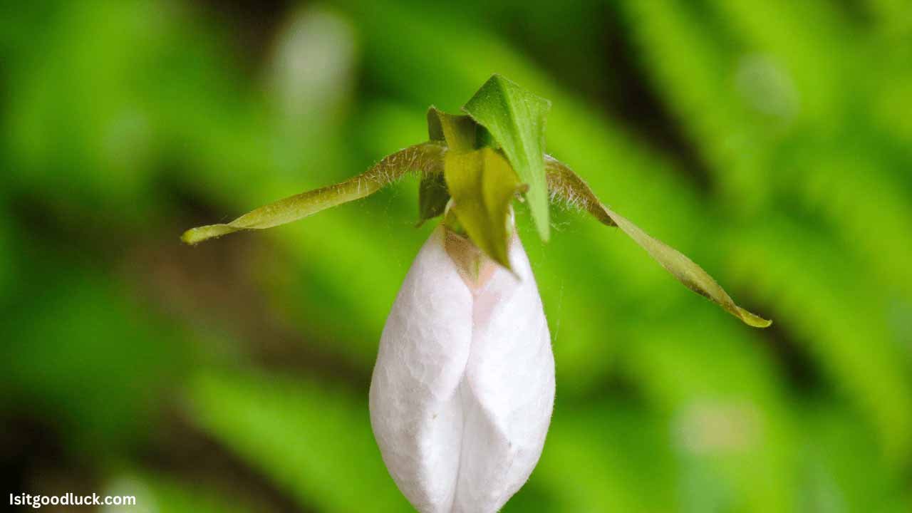Is it Good Luck if You Find a Lady Slipper? (Answered!) - Good Luck Info