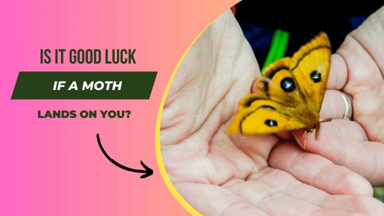Is it Good Luck if a Moth Lands on You? (The Intriguing World of Moths ...