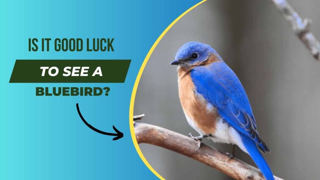 Birds Good Luck - Good Luck Info