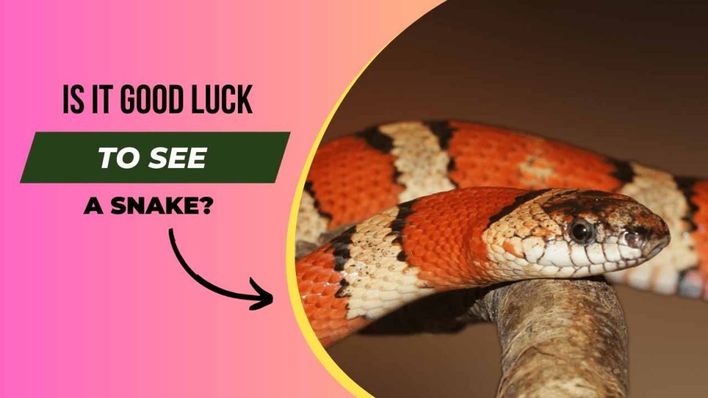 Is it Good Luck to See a Snake? (Here Is The Answer) - Good Luck Info