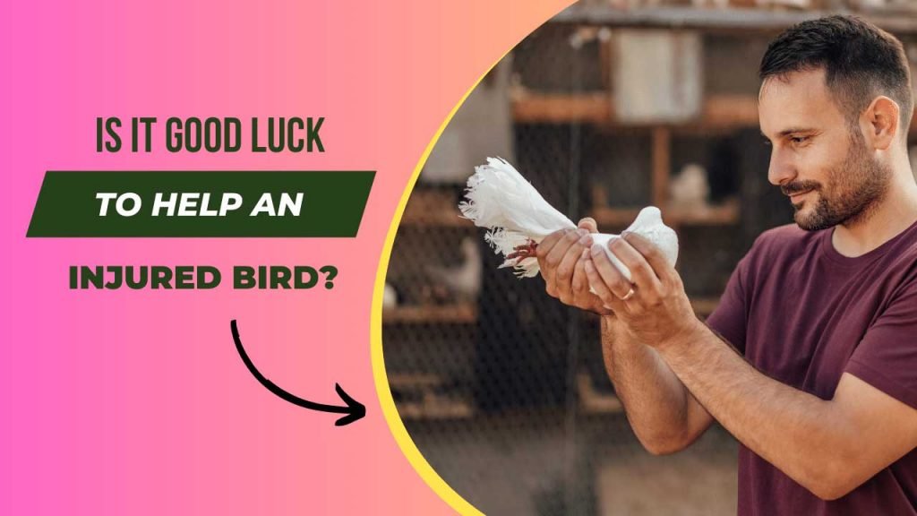 Is It Good Luck to Help an Injured Bird? (A Comprehensive Exploration ...