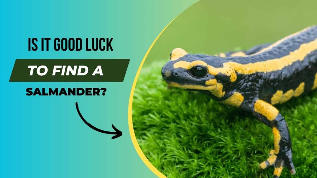 Is it Good Luck to Find a Salamander? (An Emblem of Luck) - Good Luck Info
