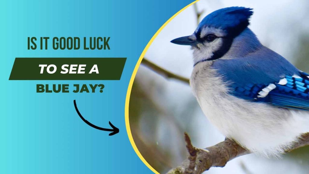 Is It Good Luck To See A Blue Jay? (Decoding The Symbolism) - Good Luck ...
