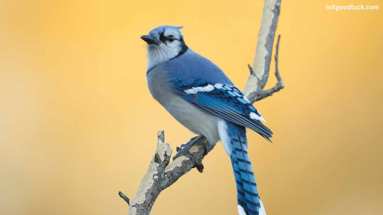 Is It Good Luck To See A Blue Jay? (Decoding The Symbolism) - Good Luck ...
