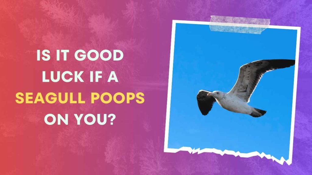 If a Seagull Poops on You, Is It Good Luck? (Answered) - Good Luck Info