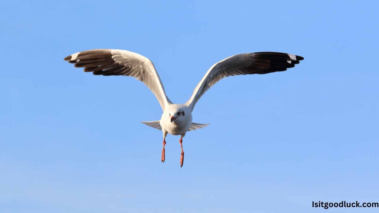 If a Seagull Poops on You, Is It Good Luck? (Answered) - Good Luck Info