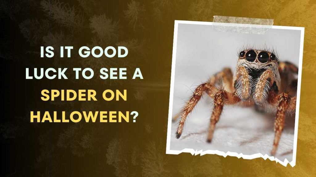 Is It Good Luck To See a Spider on Halloween? (Answered!) - Good Luck Info