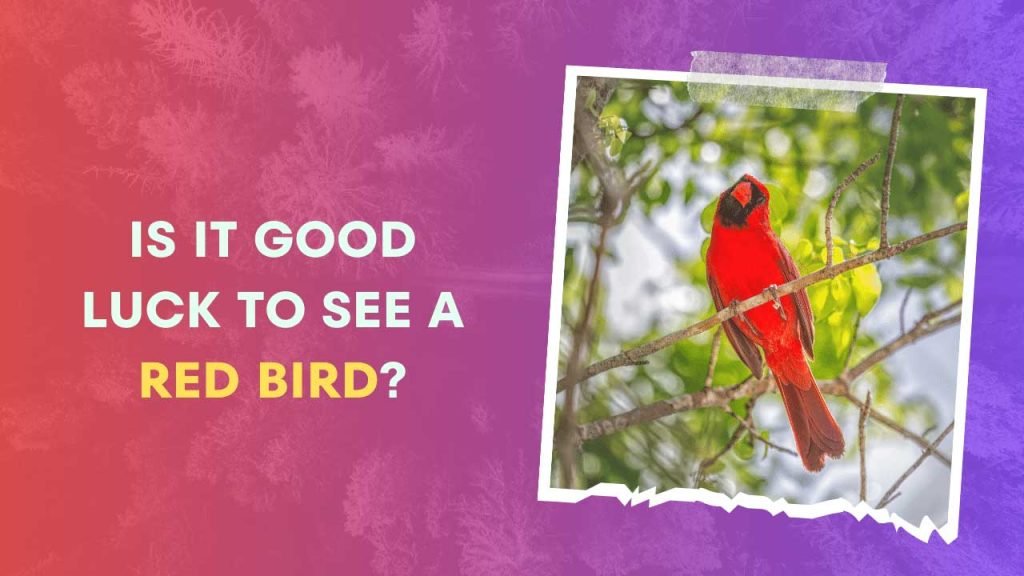 Is it Good Luck to See a Red Bird? (All You Need To Know) - Good Luck Info