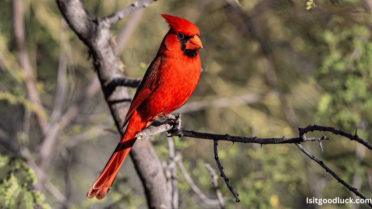 Is it Good Luck to See a Red Bird? (All You Need To Know) - Good Luck Info