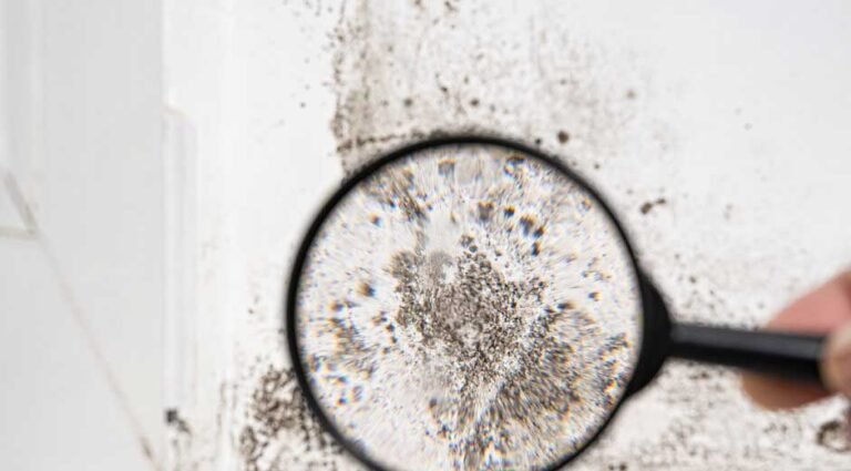 The Ultimate Guide to Mold Inspection: Everything You Need to Know ...